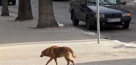 🔴 📺 Як в сусідньому Глухові вирішують проблему бездомних тварин ЯМПІЛЬ Info