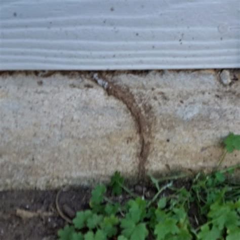 Termites All Pro Pest Services