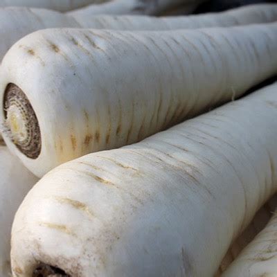 Quality Parsnip Gladiator F Seeds