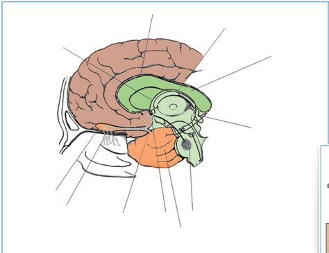 7 Olfactory Bulb Nerve And Tract Diagram Quizlet