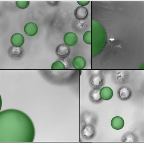 Standard Polystyrene Microspheres Polys Kaggle