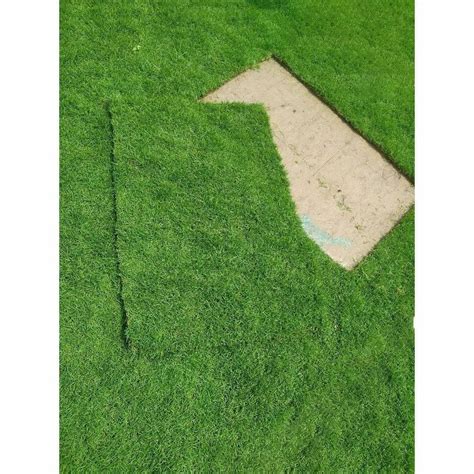 Rectangular 20mm Lawn Carpet Grass At Rs 4sq Ft In Rajarhat Gopalpur