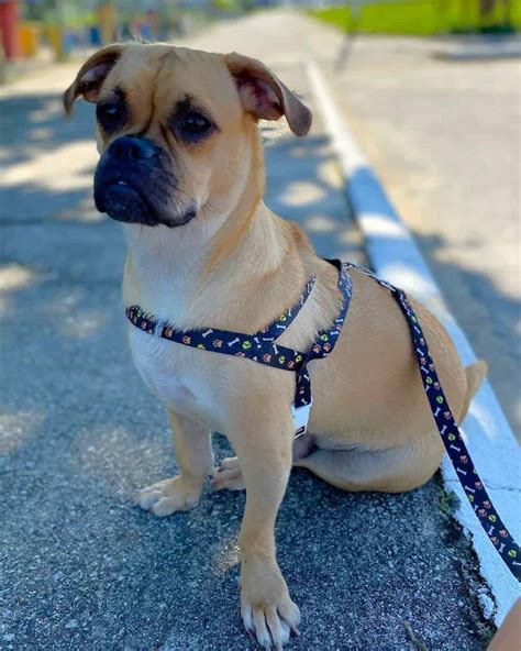 Boxer Pug Mix Box A Pug Info Pictures Traits And Facts Boxer Pug Mix Box A Pug Info Pictures Traits And Facts