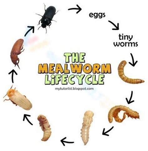Mealworm Worksheets
