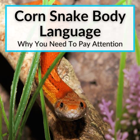 Corn Snake Body Language Why You Need To Pay Attention