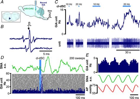 Descending Pathways From The Superior Colliculus Mediating Autonomic And Respiratory Effects
