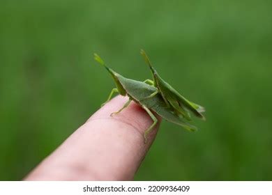 Mating Of Grasshopper Images Stock Photos Vectors Shutterstock