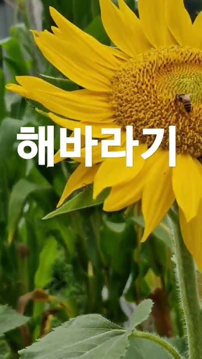 해바라기열매영글어가는중 Youtube
