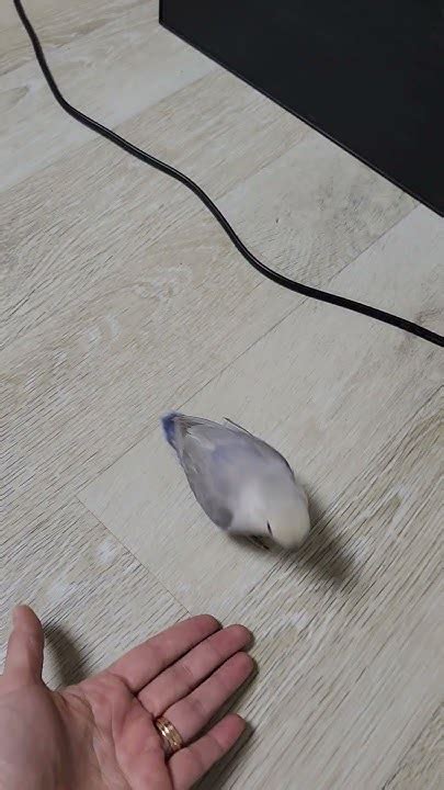 엄청 빠른 스피드로 걷는 바람이~ 이제는 조금씩 날기도 해요~ Youtube