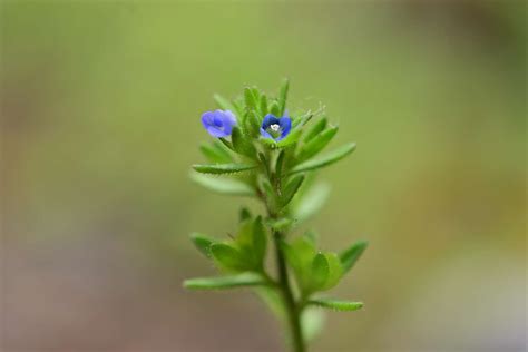 オオイヌノフグリタチイヌノフグリイヌノフグリフラサバソウ 野の花山の花ウォッチング in 奥多摩