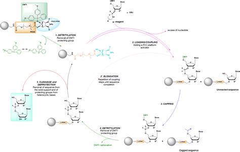 From Green Innovations In Oligopeptide To Oligonucleotide Sustainable Synthesis Differences And