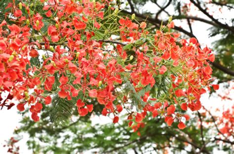 Pohon Api Atau Royal Poinciana Foto Stok Unduh Gambar Sekarang Alam Bunga Bunga Tropis