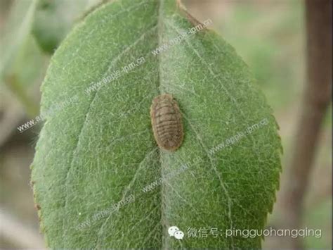 害虫图谱 植物虫名称及图片 常见38种虫图片 大山谷图库
