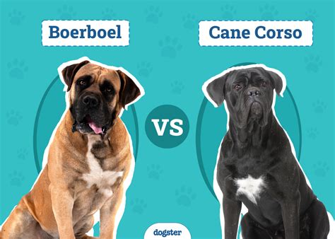 South African Mastiff Life Expectancy