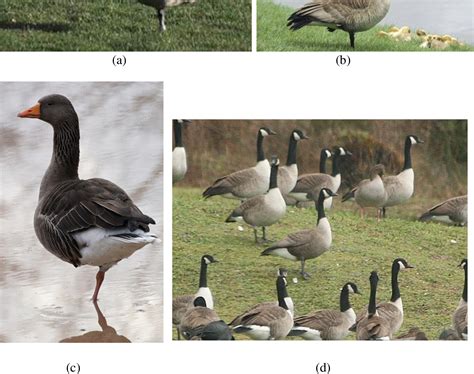 Goose Algorithm A Powerful Optimization Tool For Real World
