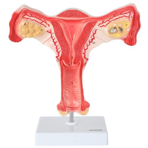 Human Female Reproductive System Front View