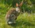 How Fast Do Rabbits Run Wild Domestic Rabbit Top Speed
