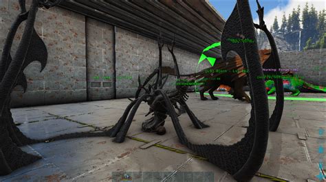 I Think I Broke My Spider R Ark