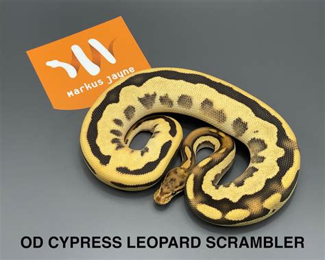 Scrambler Ball Python Traits Morphpedia