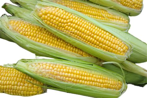 Sweet Corn