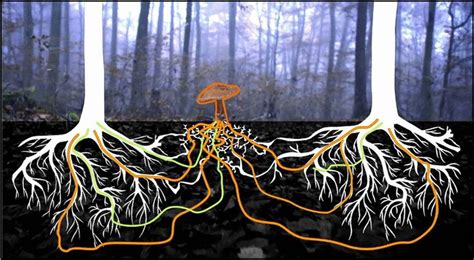 How Trees Teach Us About Connection