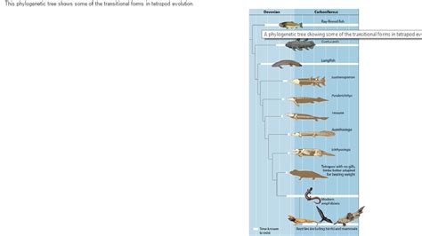 Solved This Phylogenetic Tree Shows Some Of The Transitional