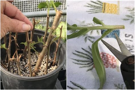 How To Take Stem Cuttings Fill Your Backyard With Free Plants