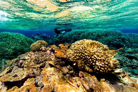 Coral Reefs Some Of The Most Pristine In The World Palmyra Atoll