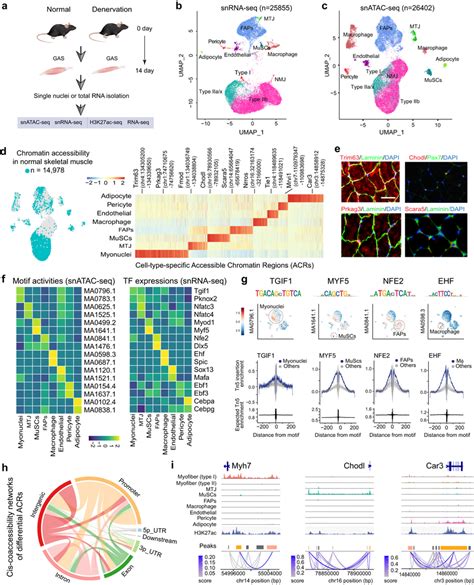 An Atlas Of Cis Regulatory Networks In Normal Skeletal Muscle A Download Scientific Diagram