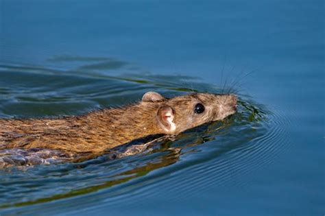 Why Is The Mouse Not In Sing 2