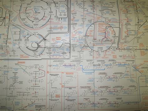 Daily Consumptions Biochemical Pathways Poster