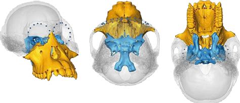 Anatomical Modules In A Cranium Of Pongo Pygmaeus Pygmaeus Northwest Download Scientific