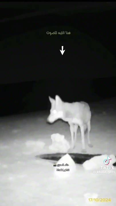 صوات عوي الذئب Youtube