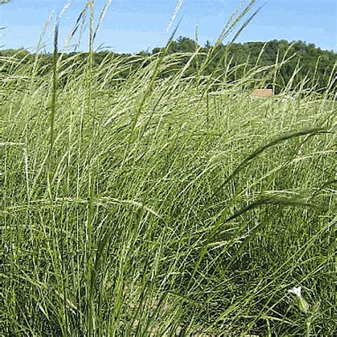 Green Needle Grass Seeds Stipa Viridula Everwilde Farms