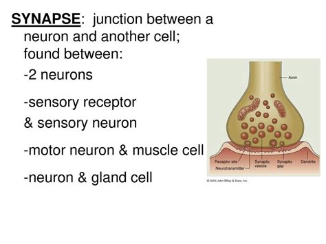 notes nervous system part 2 ppt download