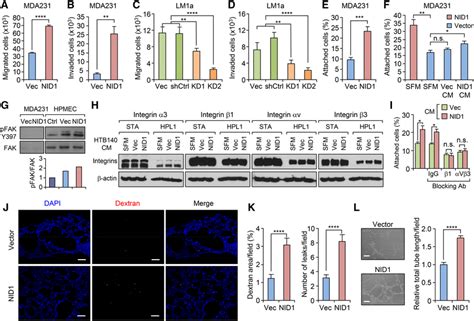 Nid1 Promotes Cancer Cell Migration Invasion Adhesion To Ecs And Download Scientific Diagram