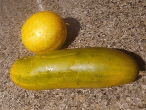 Can Lemon Cucumbers And Cucumbers Cross Pollinate R Gardening