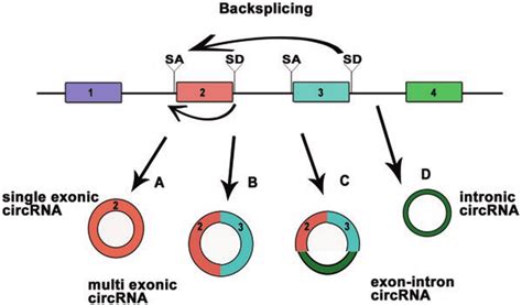 1 Biogenesis And Diversity Of Circular Rnas Circular Rnas Are Produced Download Scientific