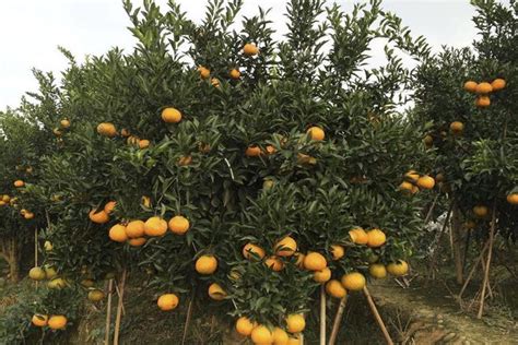 農村種植桔子樹彎了腰，豐收果實垂下 每日頭條