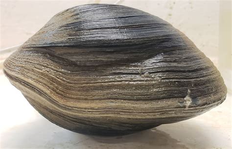 Large 200 Year Old Clam Released In Florida
