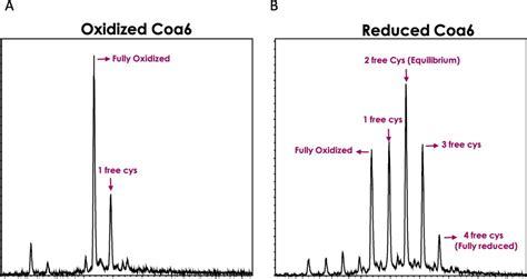 Structural And Functional Characterization Of The Mitochondrial Complex