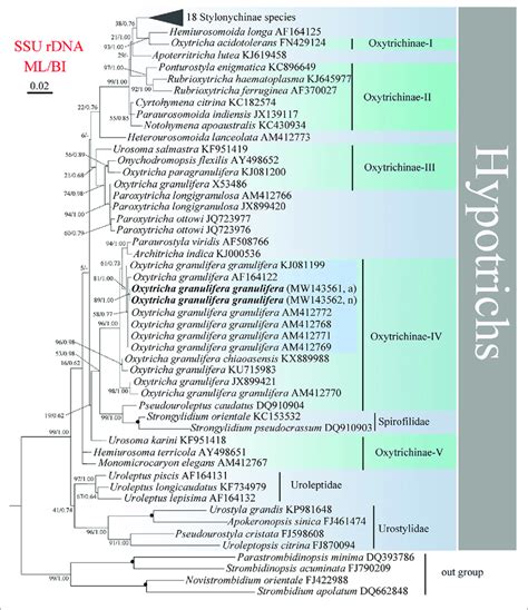 Maximum Likelihood Ml Phylogenetic Tree Inferred From Ssu Rdna