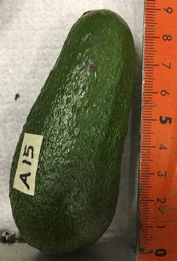 Scanning For External And Internal Defects On South African Avocados