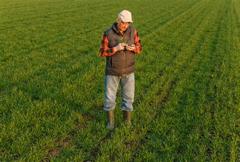 젊은 밀 필드 검사에 수석 농부 석양에 그의 손을에서 자르기 농부에 대한 스톡 사진 및 기타 이미지 농부 휴대전화 60 69세 Istock