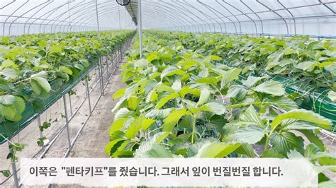 대박농사tv 78 늦여름이 지속되어 생리장애 시들음병 등 딸기 생육이 많이 부진합니다 이를 해결하기 위해 히료겐 펜타키프 파라다이스 올에이 적용합니다