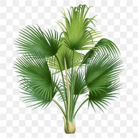 Download Premium Png Of Botanical Palm Tree Png Sticker Aesthetic