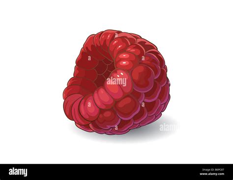 Drawing Of Raspberry Stock Photo Alamy