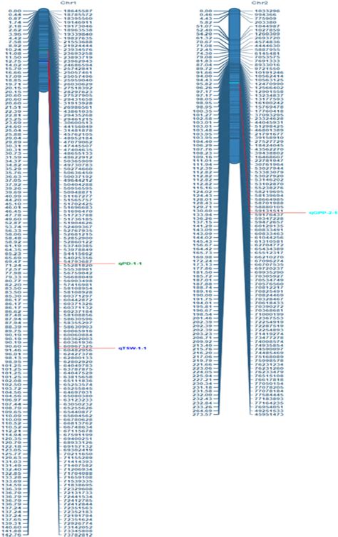 The Qtl Map On The High Density Linkage Map With 1082 Snp Markers Is