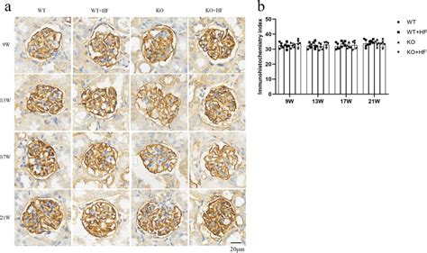 Expression Of Cd2ap Was Not Affected After Angptl3 Knockout A The Download Scientific Diagram