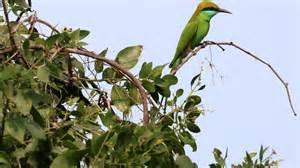 Un Oiseau Extrêmement Rare Aperçu Pour La Deuxième Fois En Belgique Le Soir